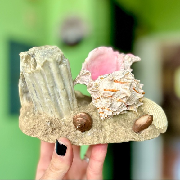 Accents | Nautical Dock Seashell Beach Cute Home Coastal Accent Decor ...